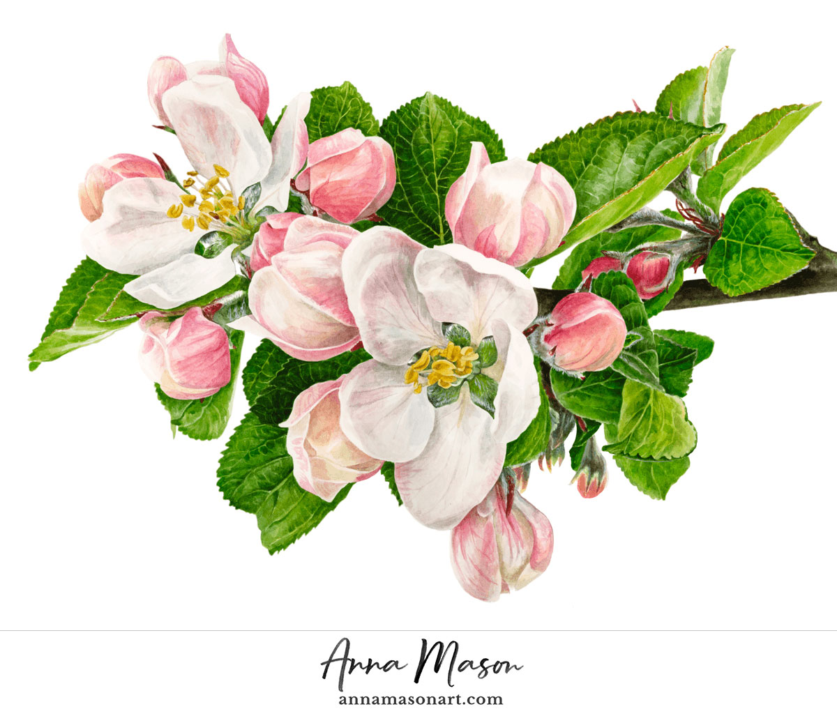 Apple Blossom - Nature Studio