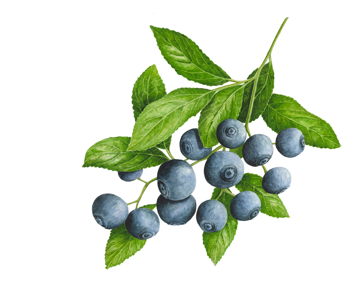 BLUEBERRIES Berry Set - Nature Studio