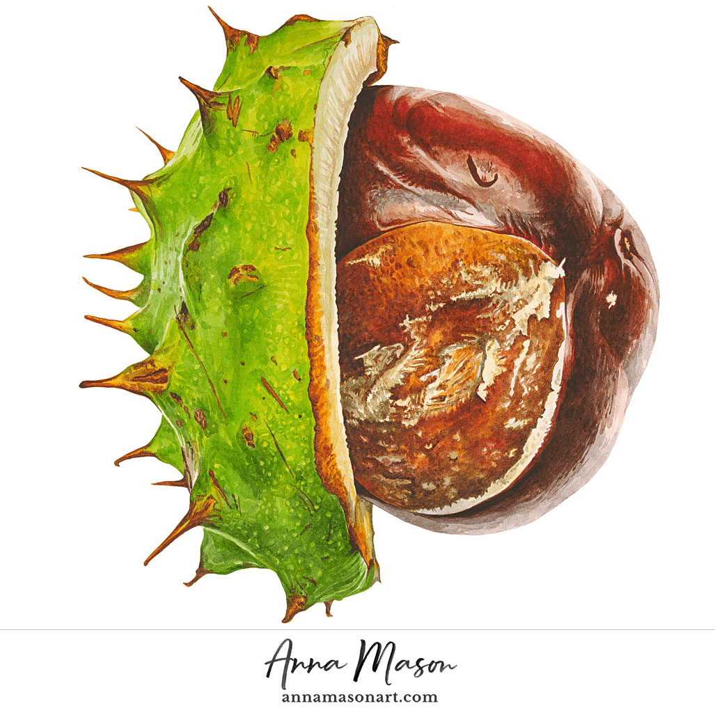 Conker - Nature Studio