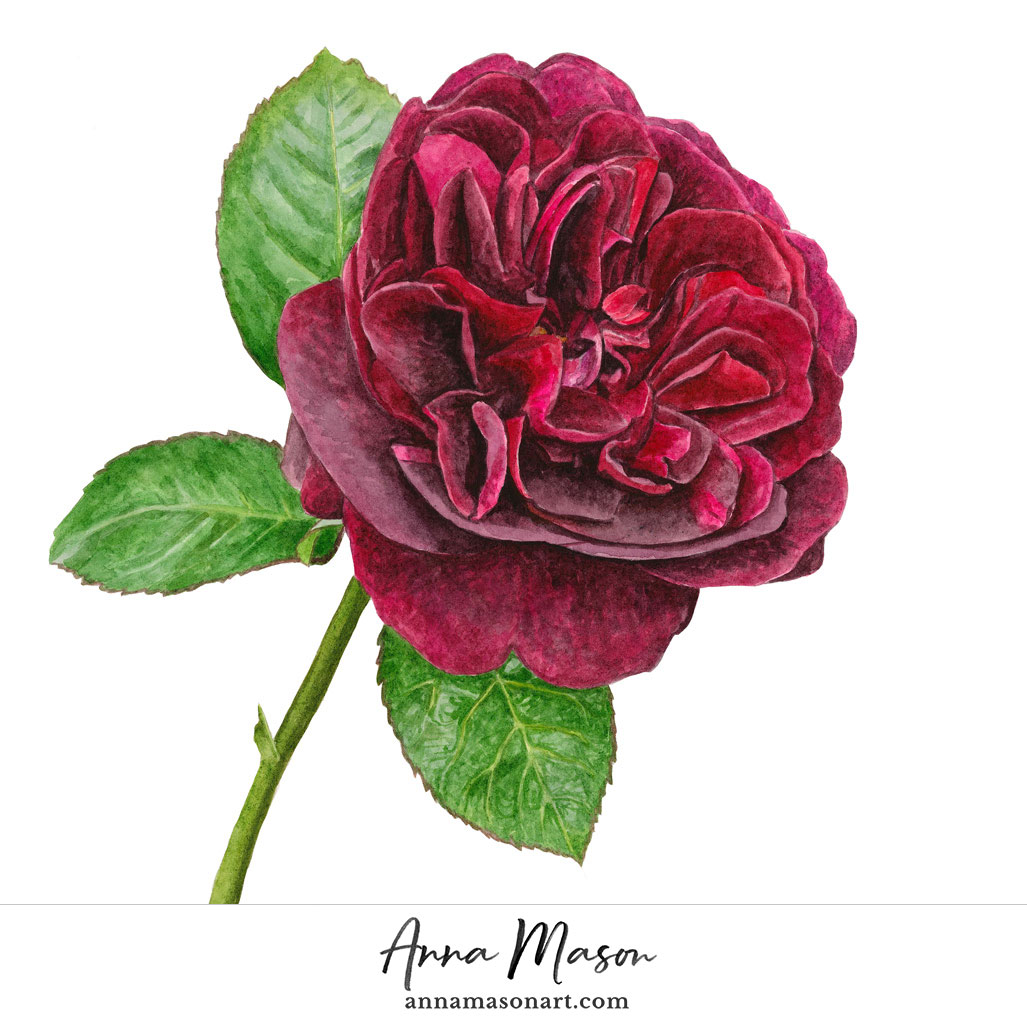 Red Rose - Nature Studio