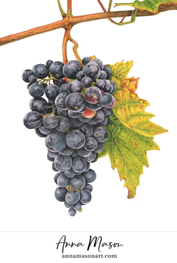 Grapes Pinot Noir - Nature Studio