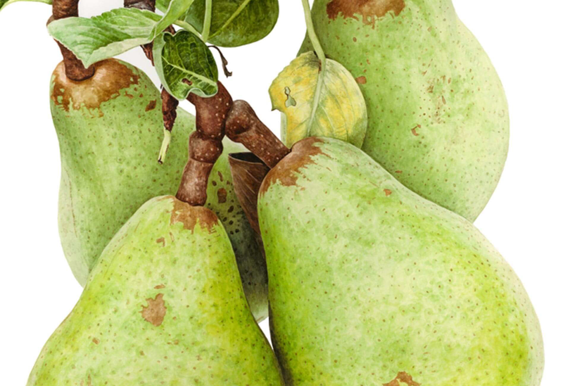 Free Class - Nature Studio