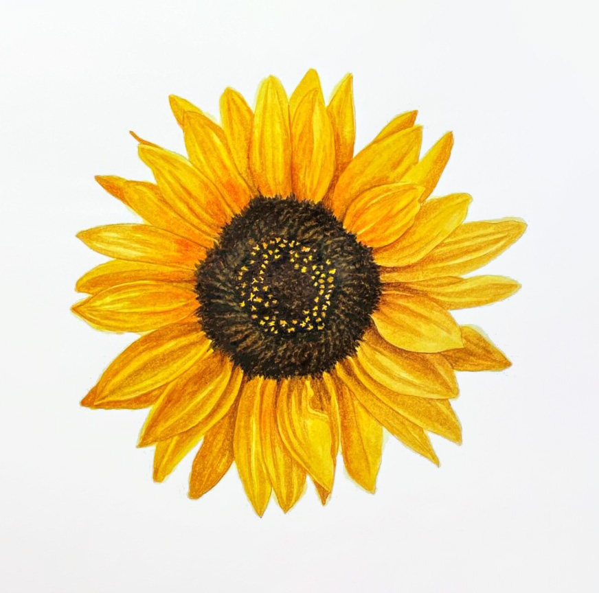 Free Watercolor Sunflower Class Nature Studio