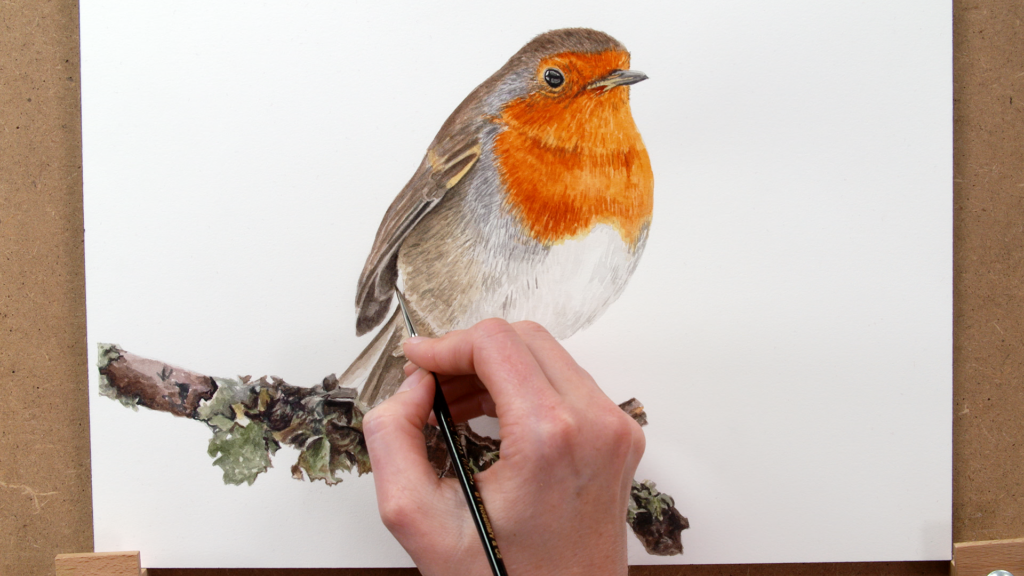 How to paint a realistic robin step by step (a FULL length free class ...