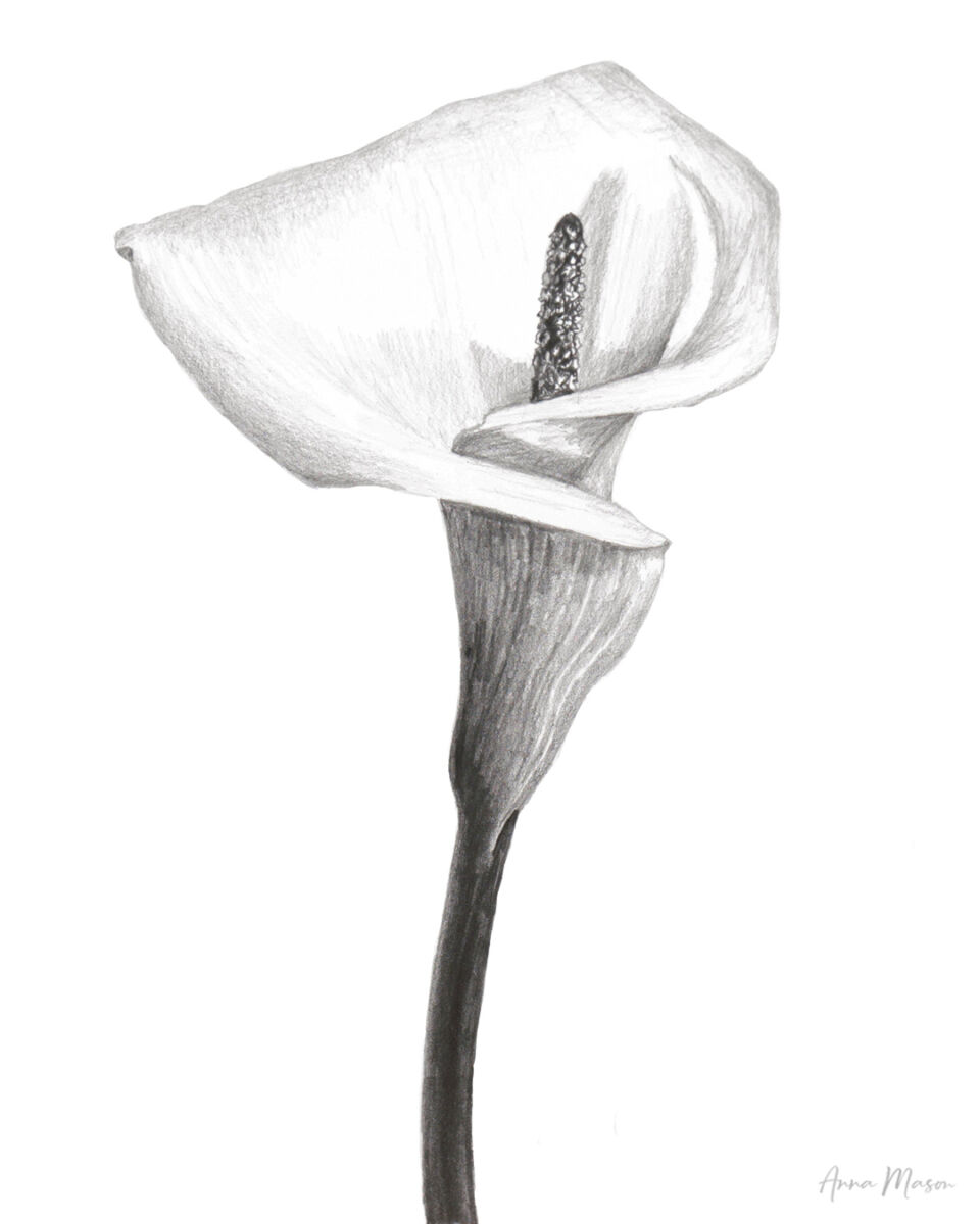 Free Lily Drawing Class - Nature Studio
