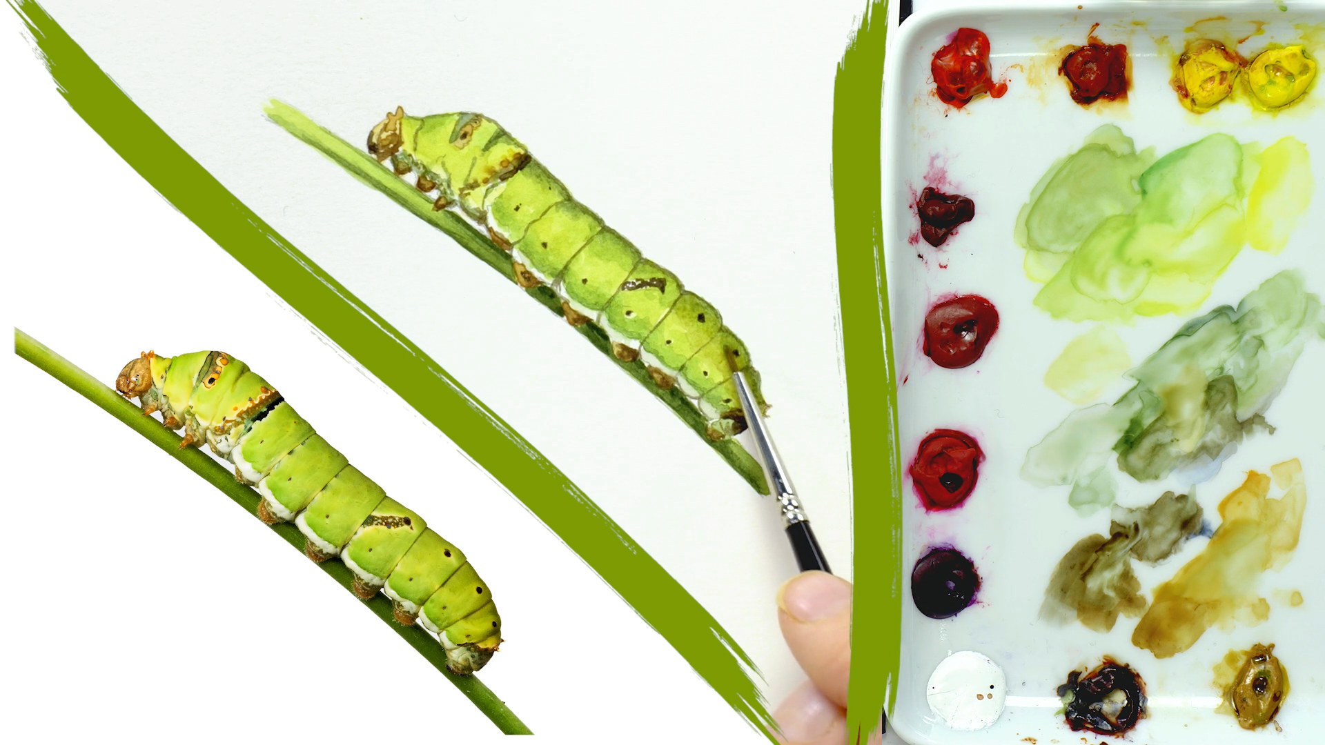How to paint a realistic watercolor caterpillar - Nature Studio