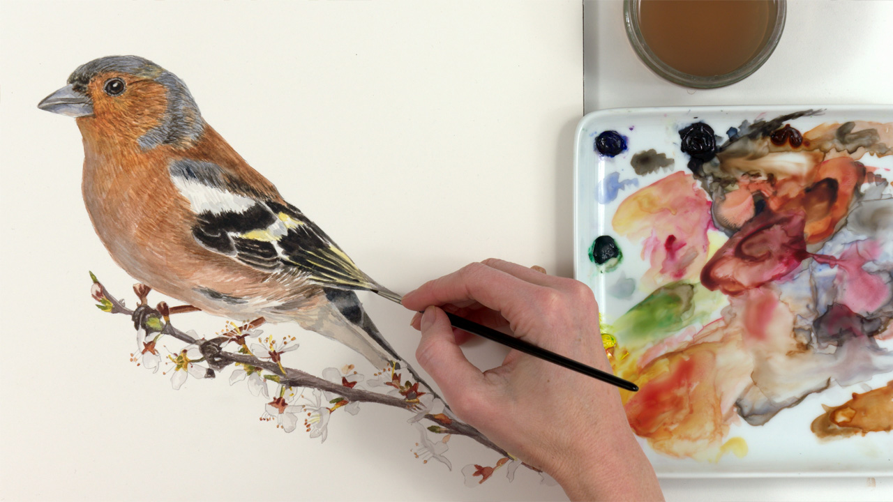 How to paint a realistic bird: Chaffinch - Nature Studio