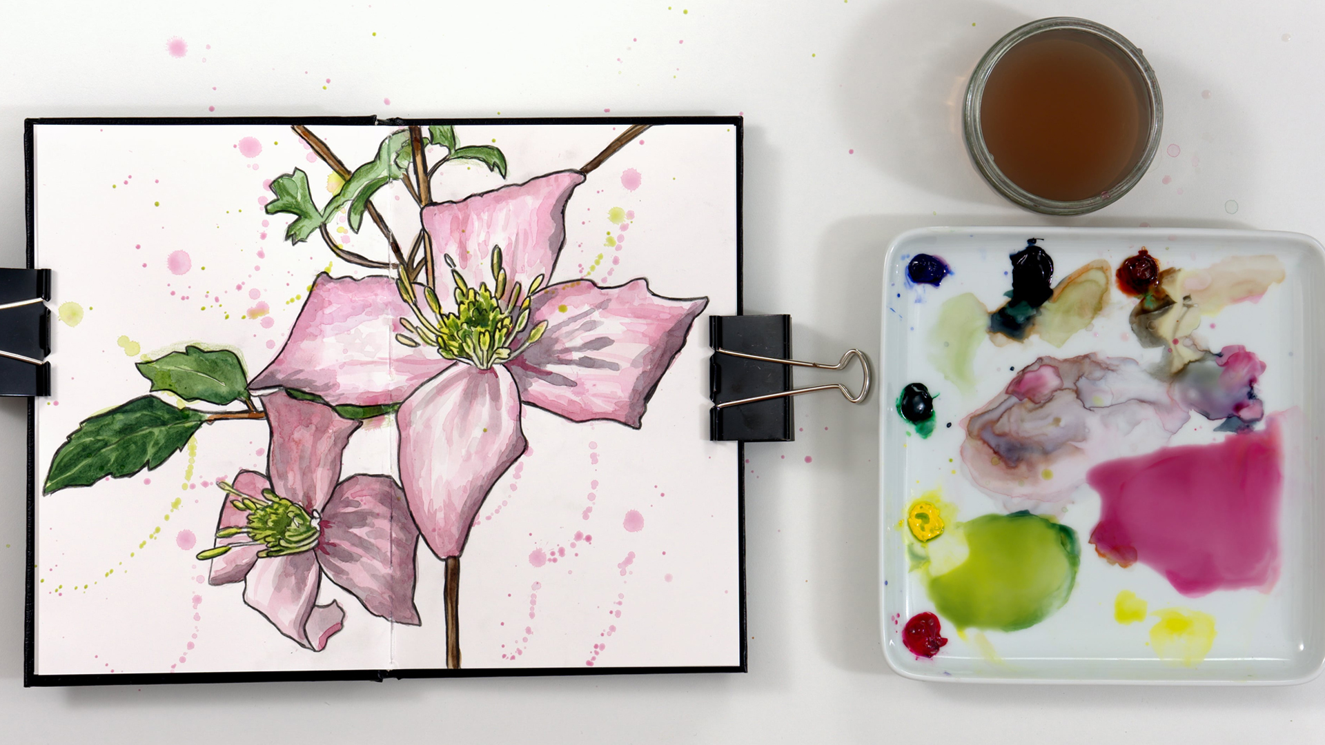 Clematis flowers in line and wash - Nature Studio