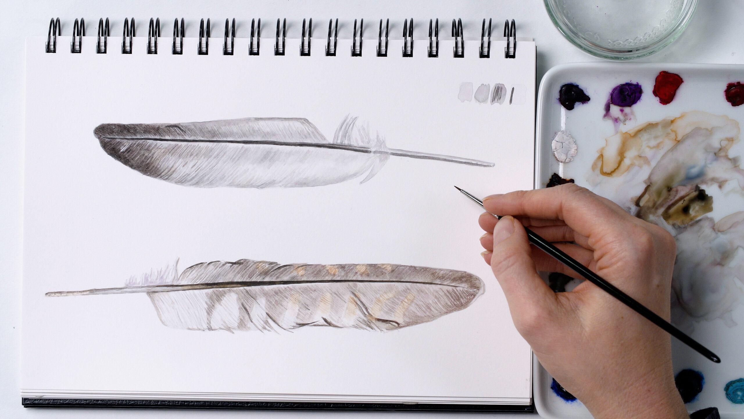 How to paint feathers in watercolour - Nature Studio