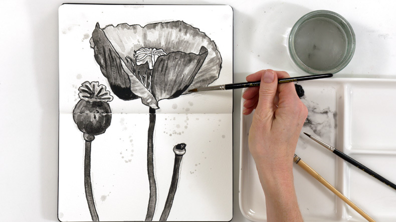 How to paint a loose watercolor poppy in monochrome - Nature Studio