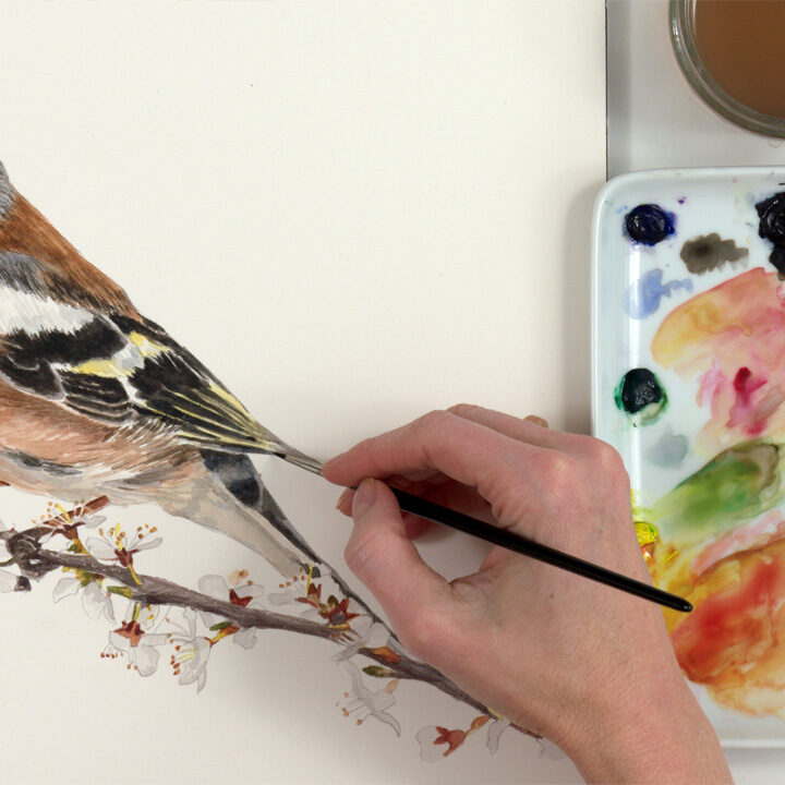 Draw a pencil conker - Nature Studio