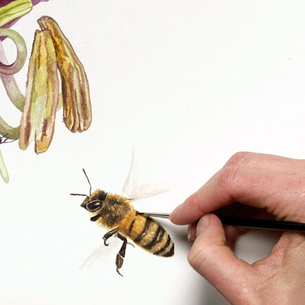 How to paint a small watercolor bee - Nature Studio