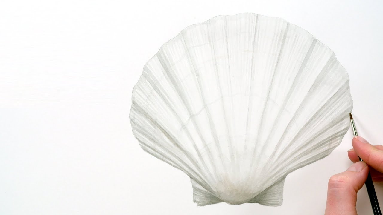 How to layer up one mix and paint a 3D shell in watercolour - Nature Studio