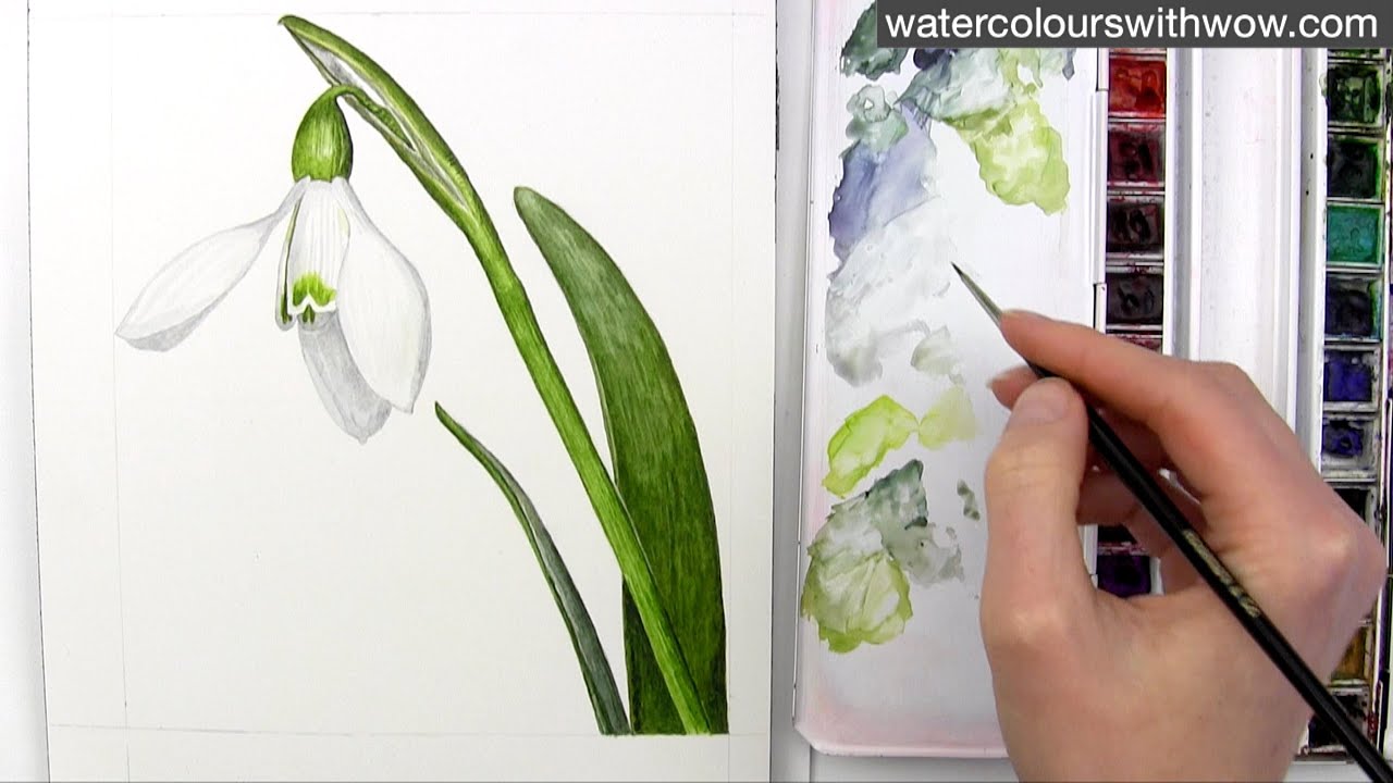 How to paint a delicate white snowdrop - Nature Studio