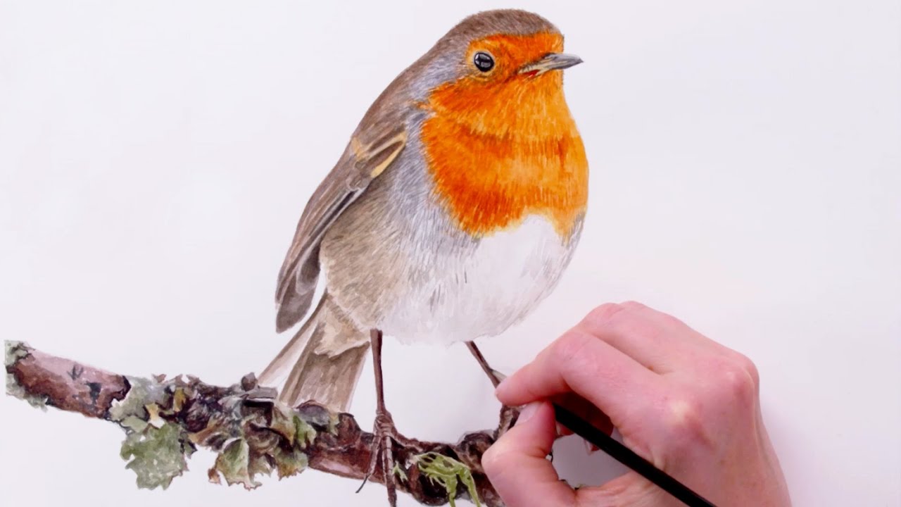 How to paint a Robin for your Christmas cards - Nature Studio