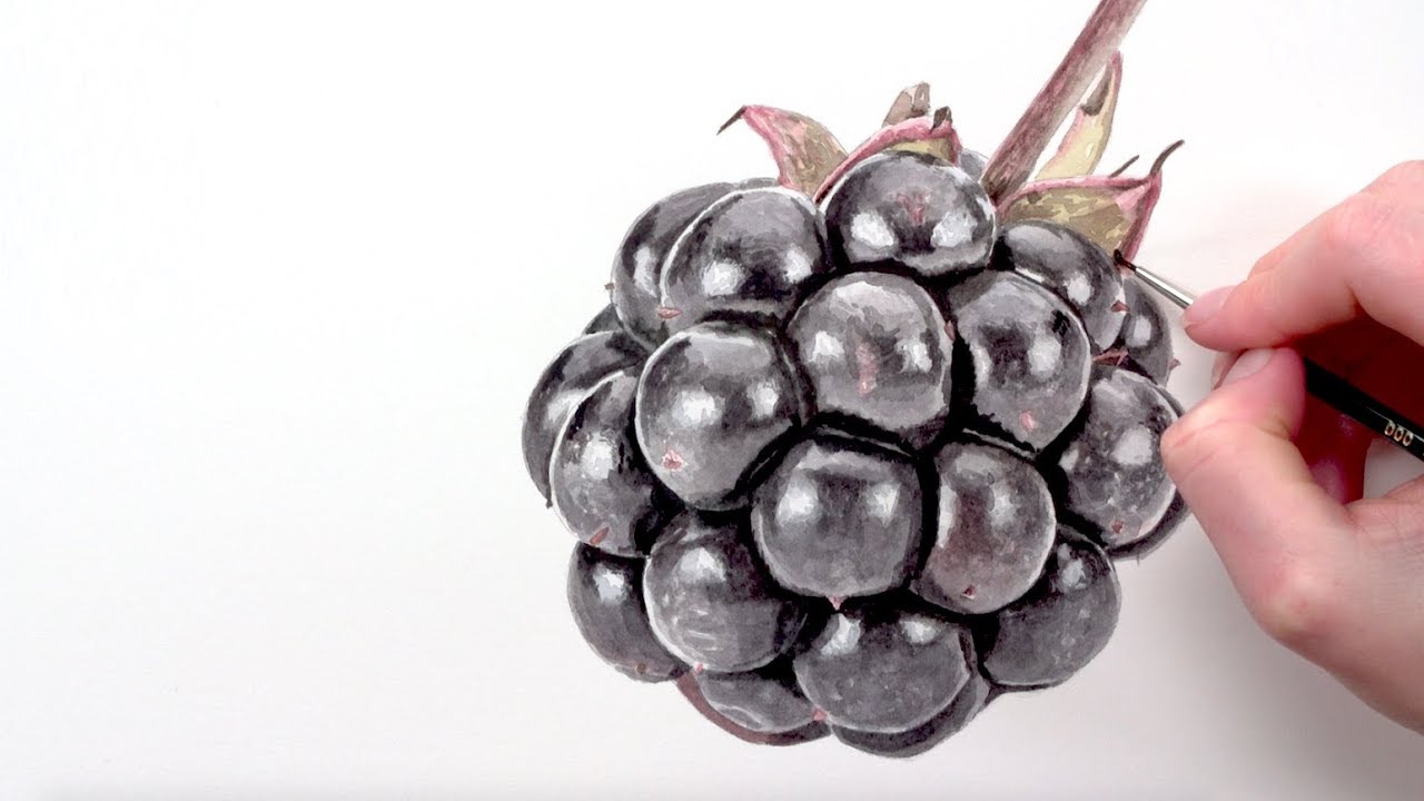 How to paint a shiny blackberry - Nature Studio