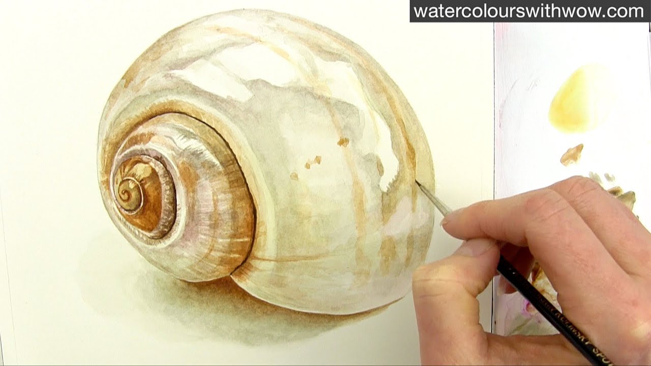 How to paint a subtle, shiny shell - Nature Studio